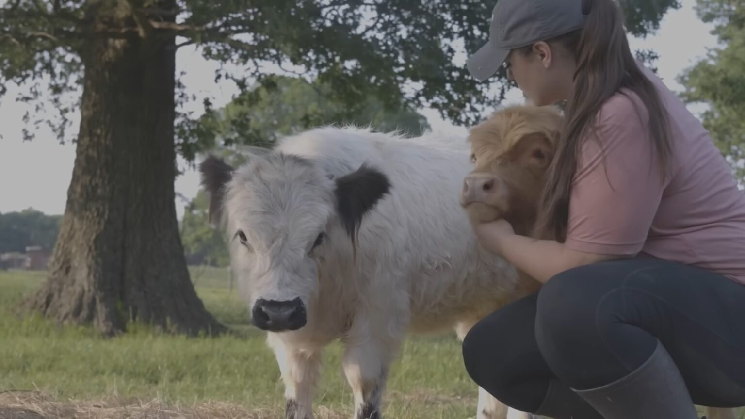 17 Places With Mini Cows for Sale in Oregon 2023 - Where to Shop - Oycc Web